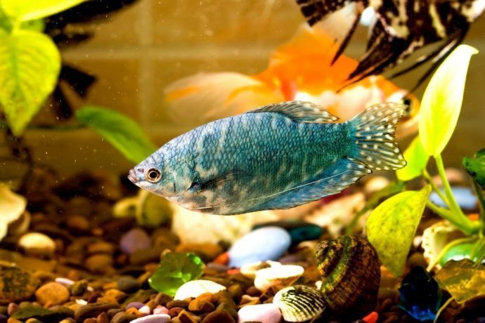 Tropical Community Fishes: Best Fish for Community Tank