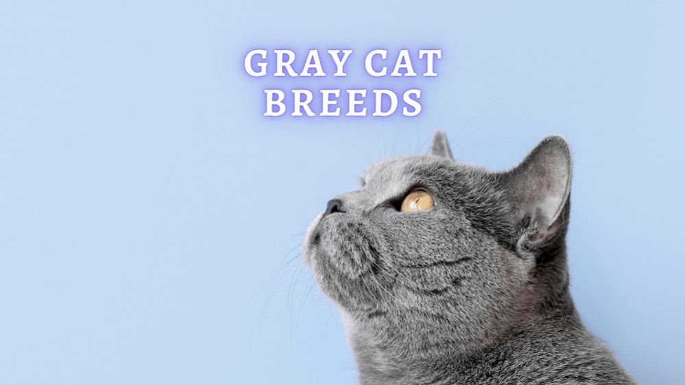 Gray Cat Breeds: 16 Gray Cat Breeds That Will Win Your Heart!