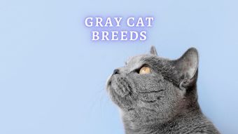 All About Turkish Angora Cats: Personality, Health and Care