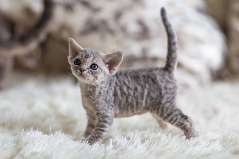 Gray Cat Breeds: 16 Gray Cat Breeds That Will Win Your Heart!