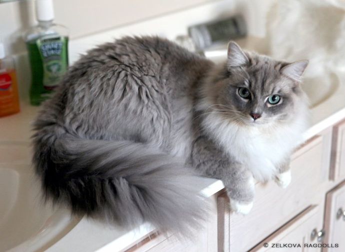 Gray Cat Breeds: 16 Gray Cat Breeds That Will Win Your Heart!