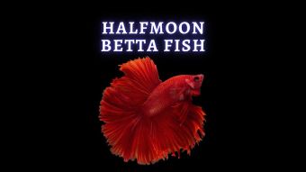 Halfmoon Betta: Species Overview and Care Guide
