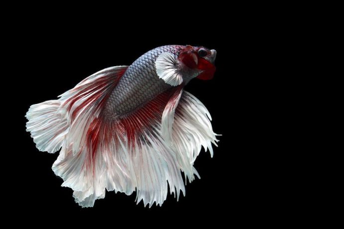 Betta Fish Types: Colors, Tails & Patterns - ThePets