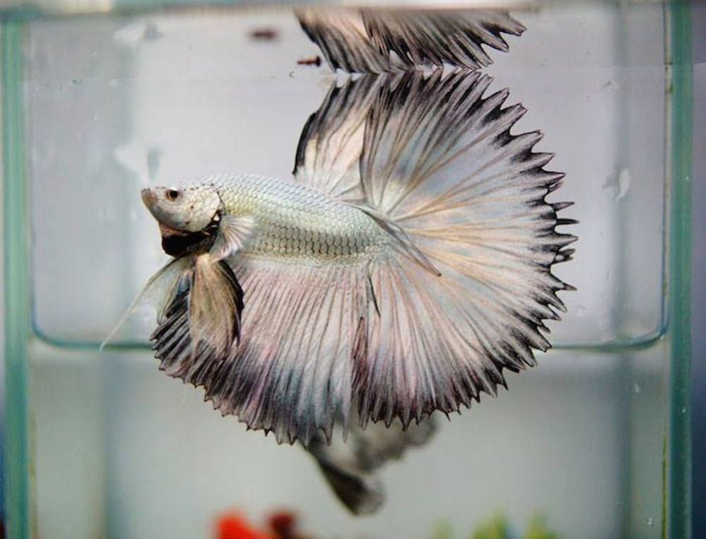 Betta Fish Types: Colors, Tails & Patterns - ThePets