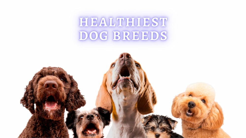 The Top 30 Healthiest Dogs With the Least Health Problems