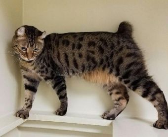 Cats With No Tail: 8 Cat Breeds With Naturally Short or No Tail