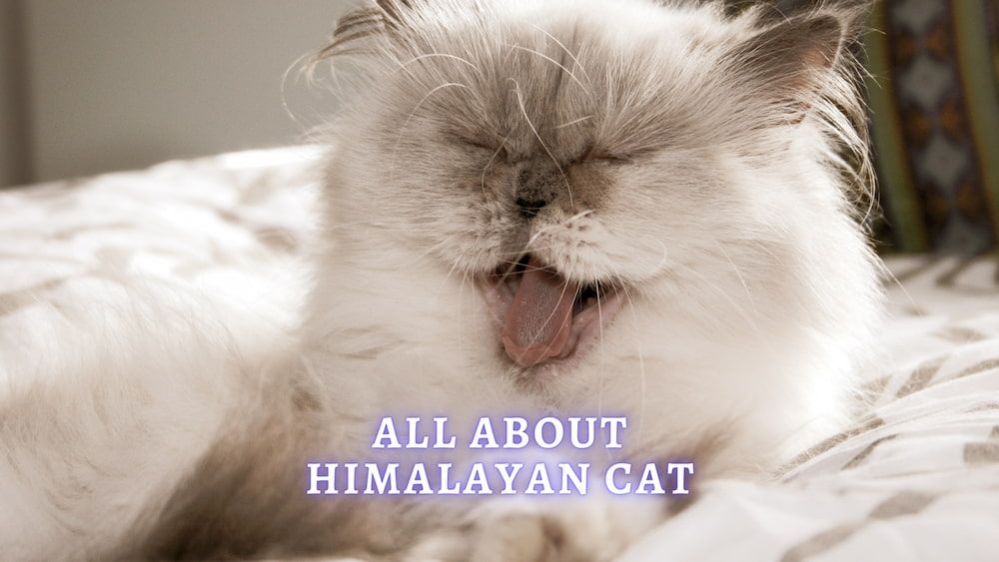 Himalayan Cat Breed Profile, Characteristics & Care