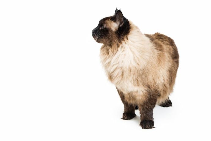 Himalayan Cat Breed Profile, Characteristics & Care