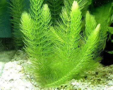 Best Freshwater Aquarium Plants: 15 Live Plants for Freshwater Aquarium