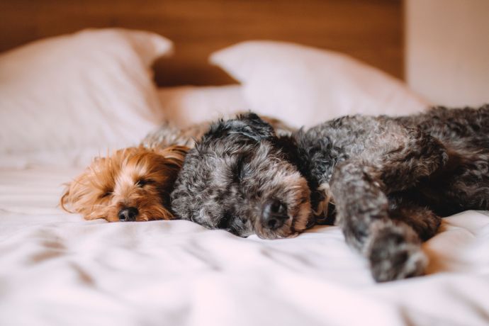 ᐈ Why Does My Dog Snore :Is it Normal for Dogs to Snore? ᐈ Why Does My Dog Snore :Is it Normal for Dogs to Snore?