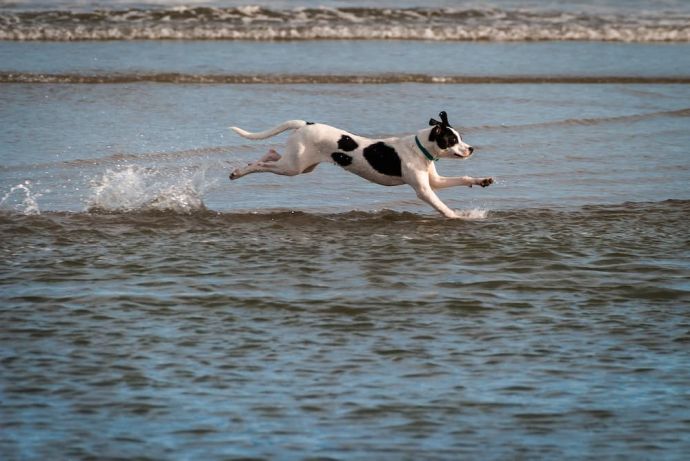 How Fast Can a Dog Run: What is the Fastest Dog Breed?