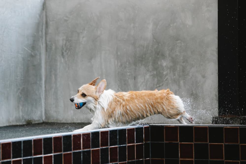 How Fast Can a Dog Run: What is the Fastest Dog Breed?