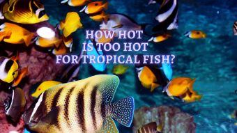 ᐈ Tropical Fish Tank Temperature: How hot is too hot for Tropical Fish?