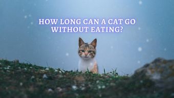 How Long Can a Cat Go Without Eating: What to Do if Cat Not Eat?