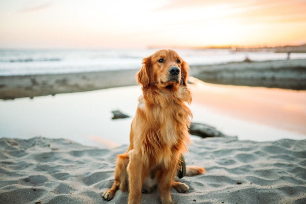 How to Calm Down a Dog: Ways to Calm a Hyper and Anxious Dogs