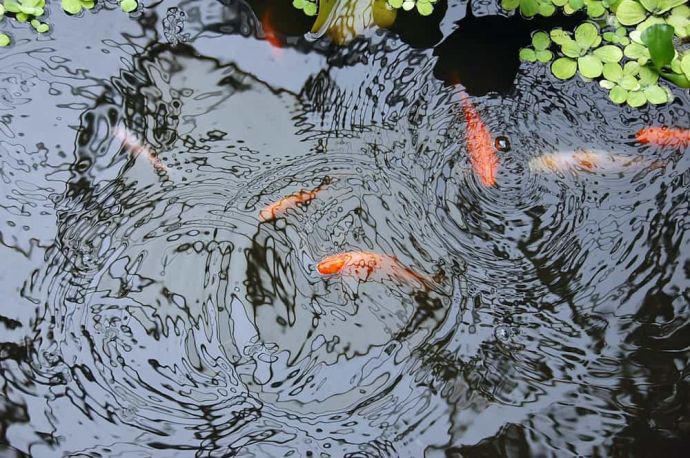 Best Fish for Outdoor Ponds: 15 Best Pond Fish