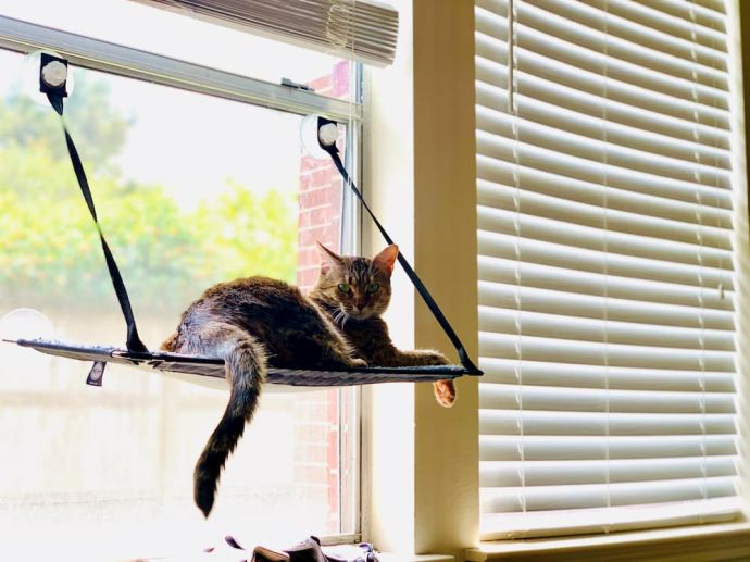 ᐉ Cat Window Perches: 10 Best Cat Window Hammock Reviews