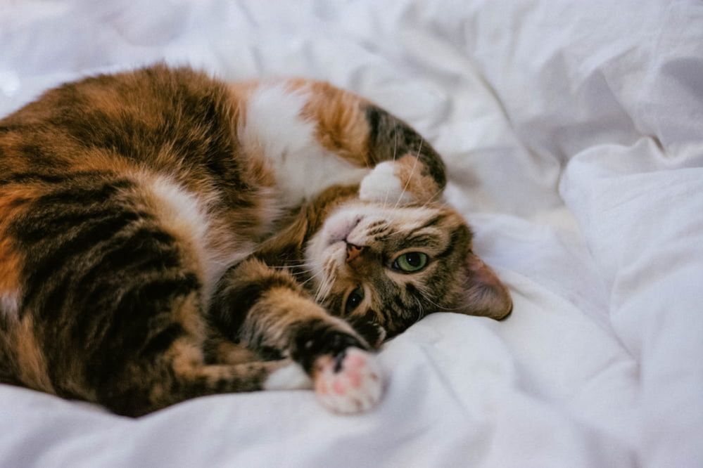 Constipation in Cats: Signs, Home Remedies and Prevention