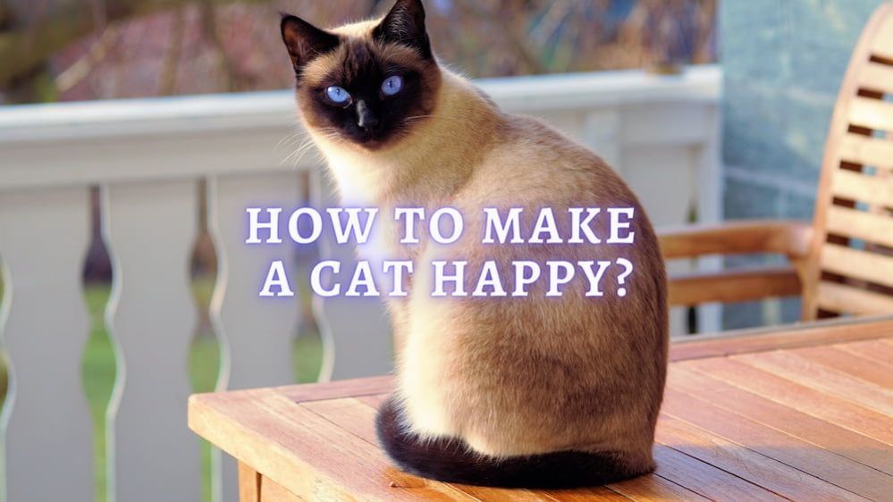 7 Ways Ways To Make Your Cat Happy