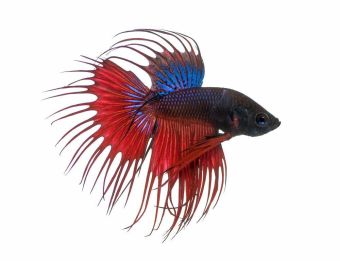 How To Cure Dropsy in Betta Fish? Dropsy or Constipation?