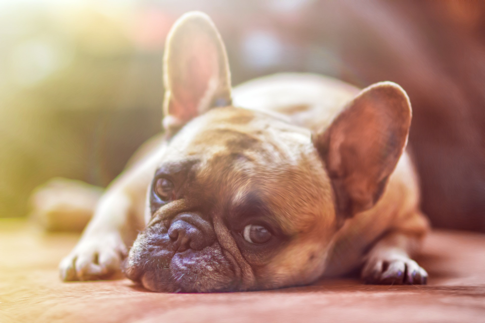 How to stop a Dog from Begging: Recommendations to Stop Dog Begging