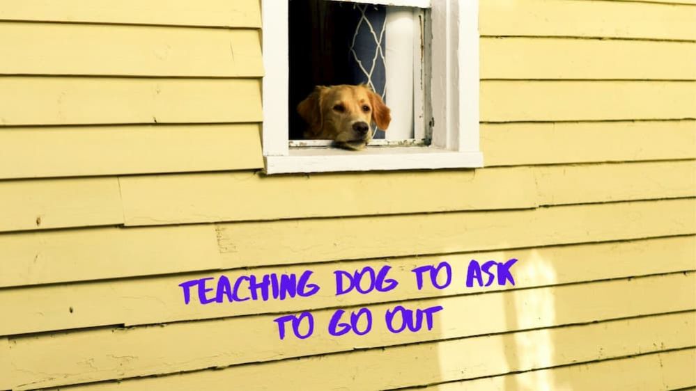Teaching your Dog to Ask to Go Out: Train Dog to Ring Bell to Go Out