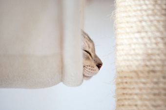Cat Dry Nose: What Does It Mean? (Vet Approved)