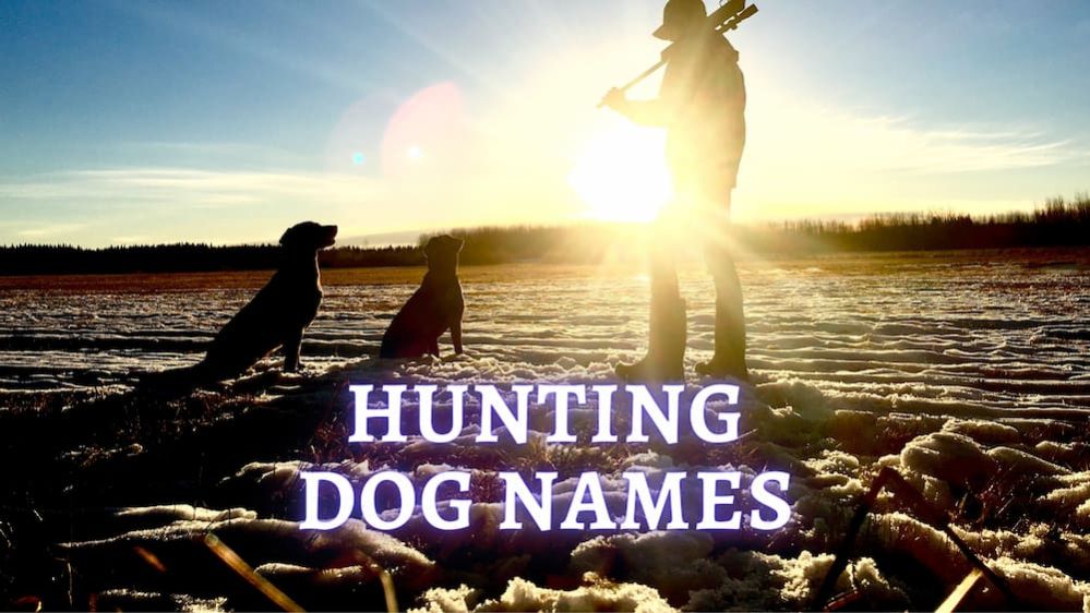 200+ Hunting Dog Names Ideas