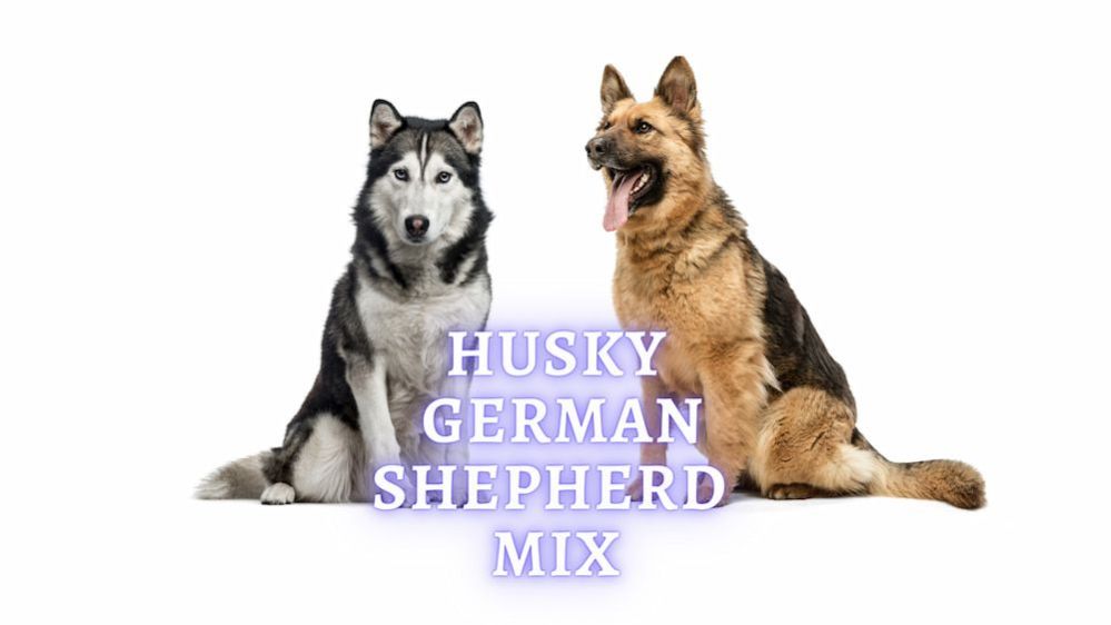 Shepsky: Gerberian Shepsky Temperament, Health and Care
