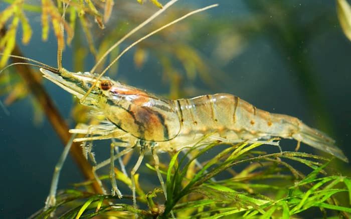 Best Shrimp for Freshwater Aquarium: Shrimps for Planted Aquarium Review