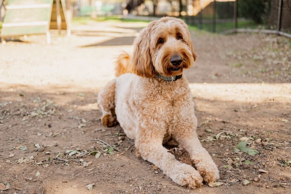 Irish Doodle Temperament, Health and Care