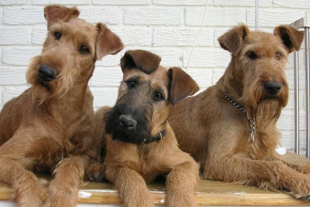 Irish Terrier: Personality, Temperament, and Everything You Should Know