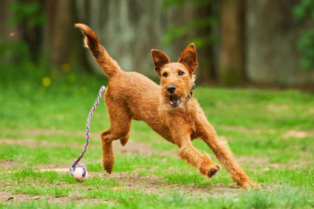 Irish Terrier: Personality, Temperament, and Everything You Should Know
