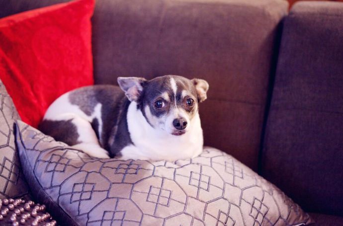 Jack Russell & Chihuahua Mix: Lifespan, Health, Personality and Care