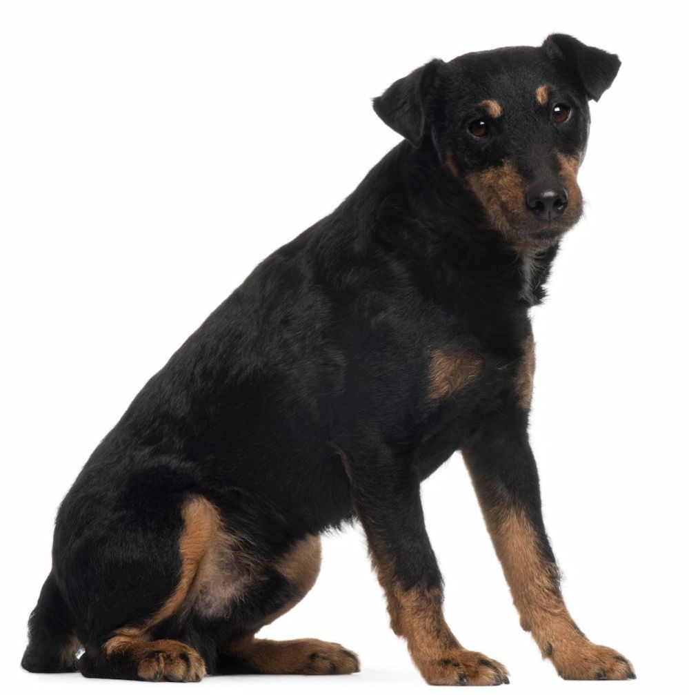 25 Black Dog Breeds: Small, Medium and Big Black Dog Breeds