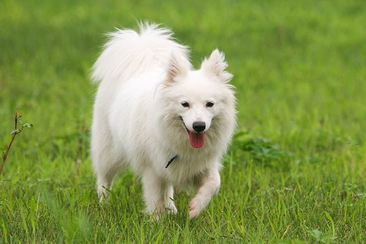 Japanese Spitz: Health, Activity Level, Temperament and Personality