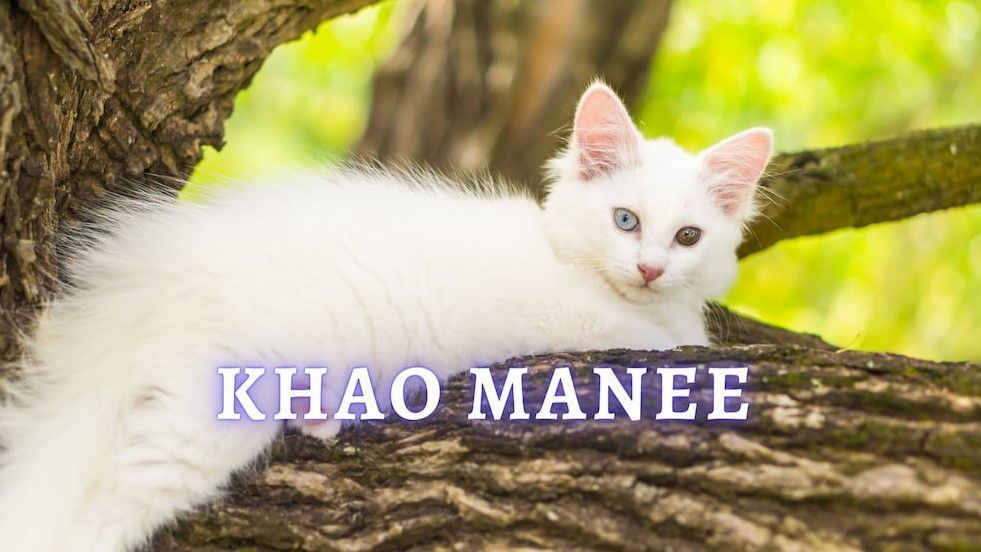 Khao Manee: Khao Manee Cat History, Lifespan, Activity, Care