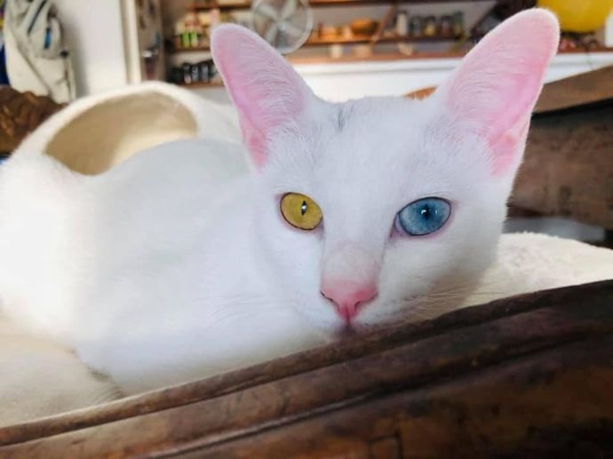 Rare Cat Breeds: 15 Exotic Rare Breeds