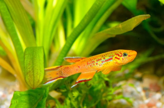 ᐉ Exotic Freshwater Fish: Types of Most Exotic Freshwater Aquarium Fish
