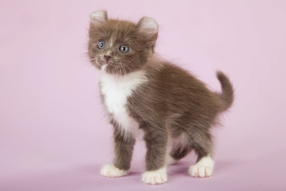 ≡ Small Cat Breeds: TOP-15 Smallest Cat Breeds You Can Own