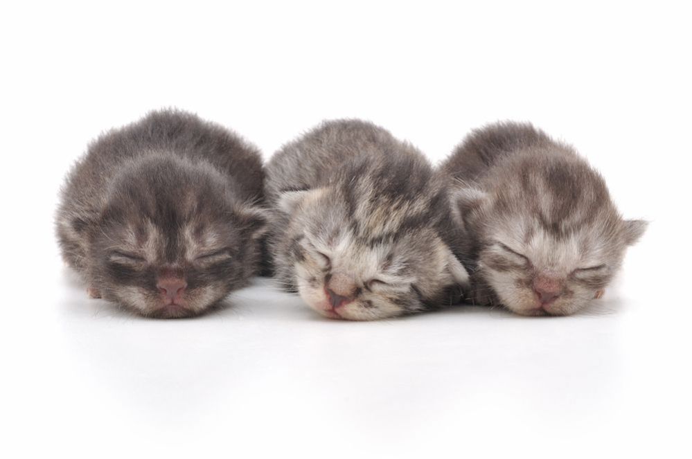 ≡ Kitten Development: How can you tell how old a Kitten is?