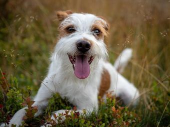 German Dog Breeds: 19 German Dogs that Will Win Your Heart