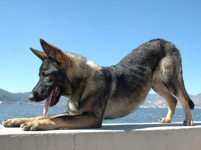Chinese Dog Breeds: 18 Breeds Originated in China