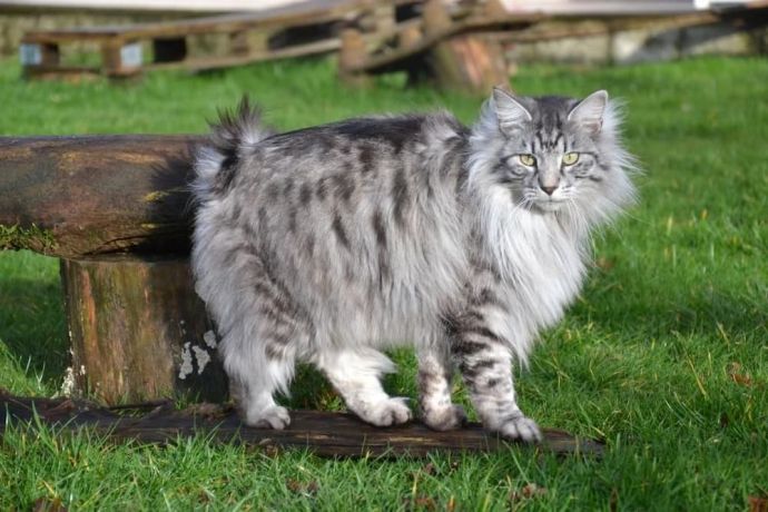 Gray Cat Breeds: 16 Gray Cat Breeds That Will Win Your Heart!