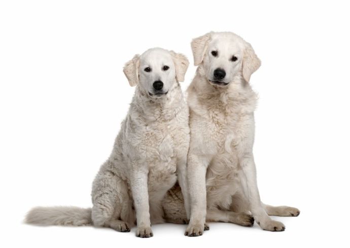 White Dog Breeds: 31 Dog Breeds With White Coat