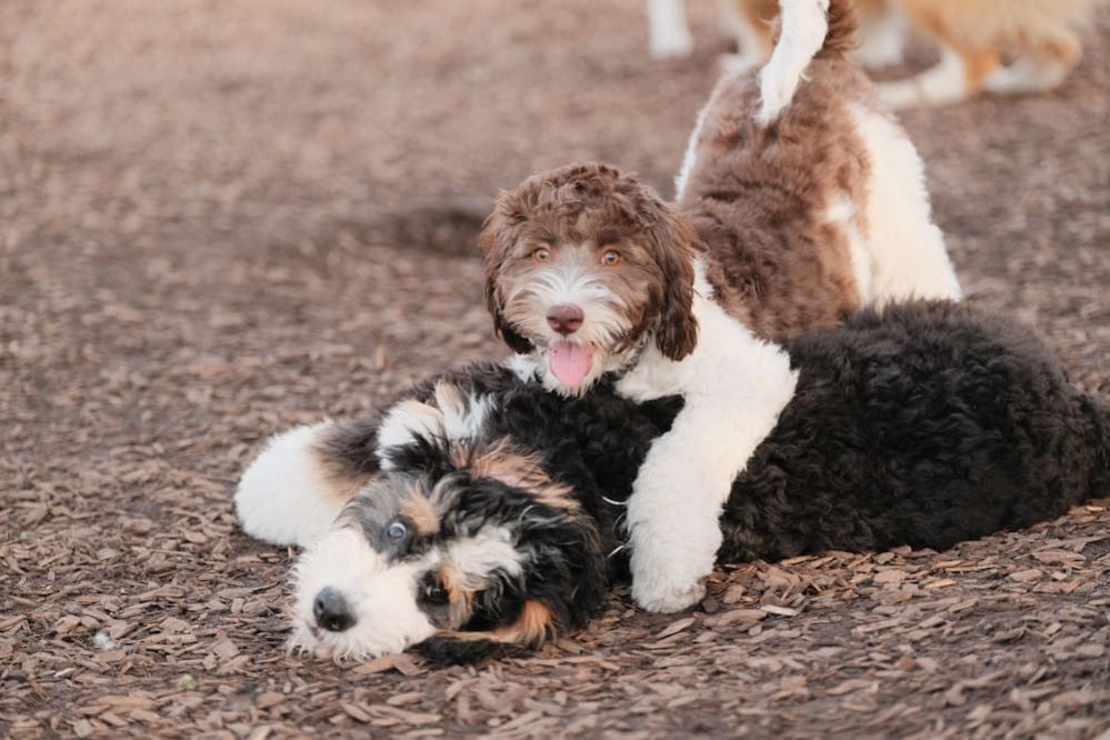6 Cutest Gentle Giant Mixed Dog Breeds