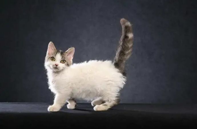 10 Cat Breeds With Short Legs (With Photos)
