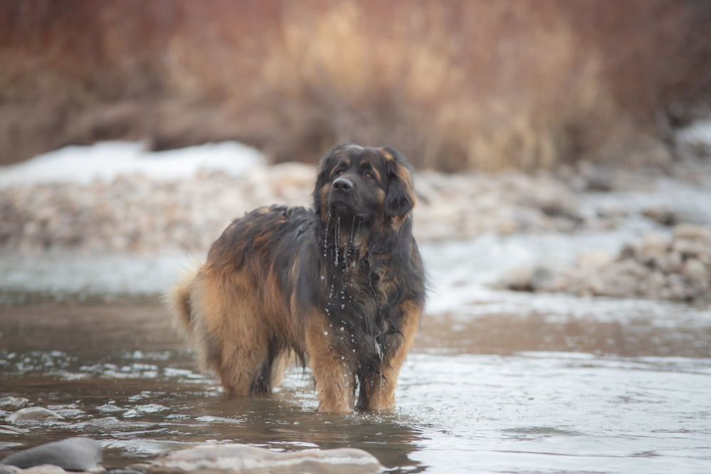 Mountain Dog Breeds: 15 Gentle Giants From Mountains