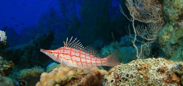 Saltwater Fish for Beginners: 15 Best Starter Fish for Saltwater Aquarium