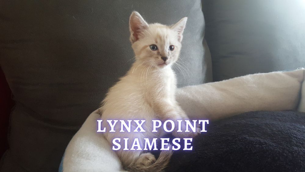 Types of Siamese Cats: All About the Lynx Point Siamese - ThePets